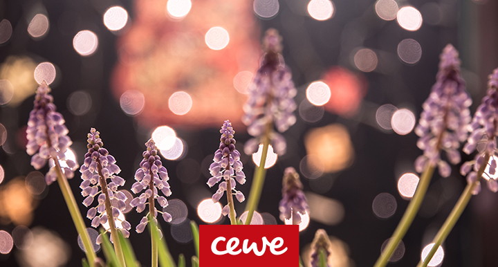 Usługi fotograficzne i sprzęt fotograficzny | CEWE FOTOJOKER